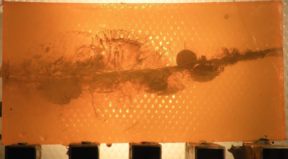 Exotic 12 Gauge Shotgun Ammunition Performance Summary