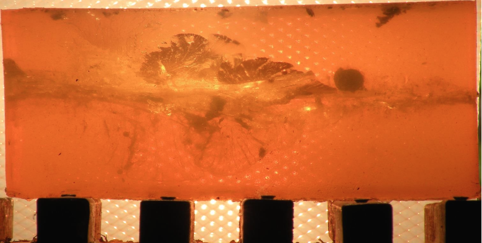 Exotic 12 Gauge Shotgun Ammunition Performance Summary